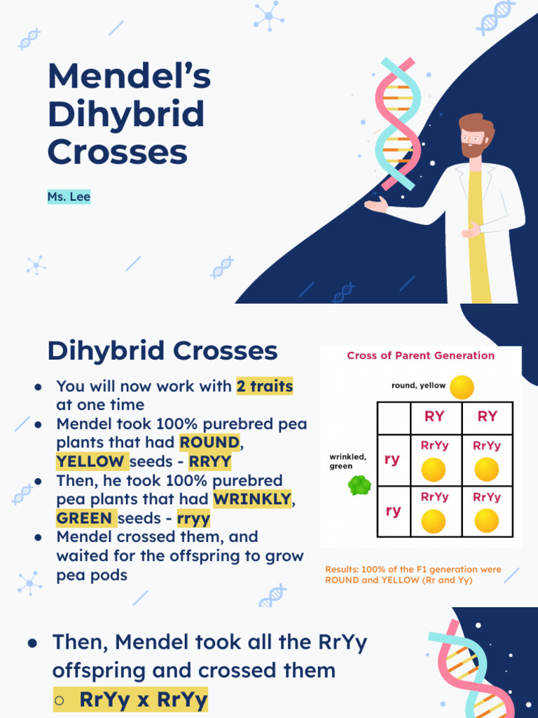 Mendel's Dihybrid Cross Explained | PDF | Genetics