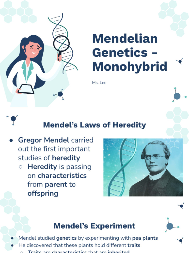 Mendelian Genetics - Monohybrid Notes (2) | PDF | Dominance (Genetics ...