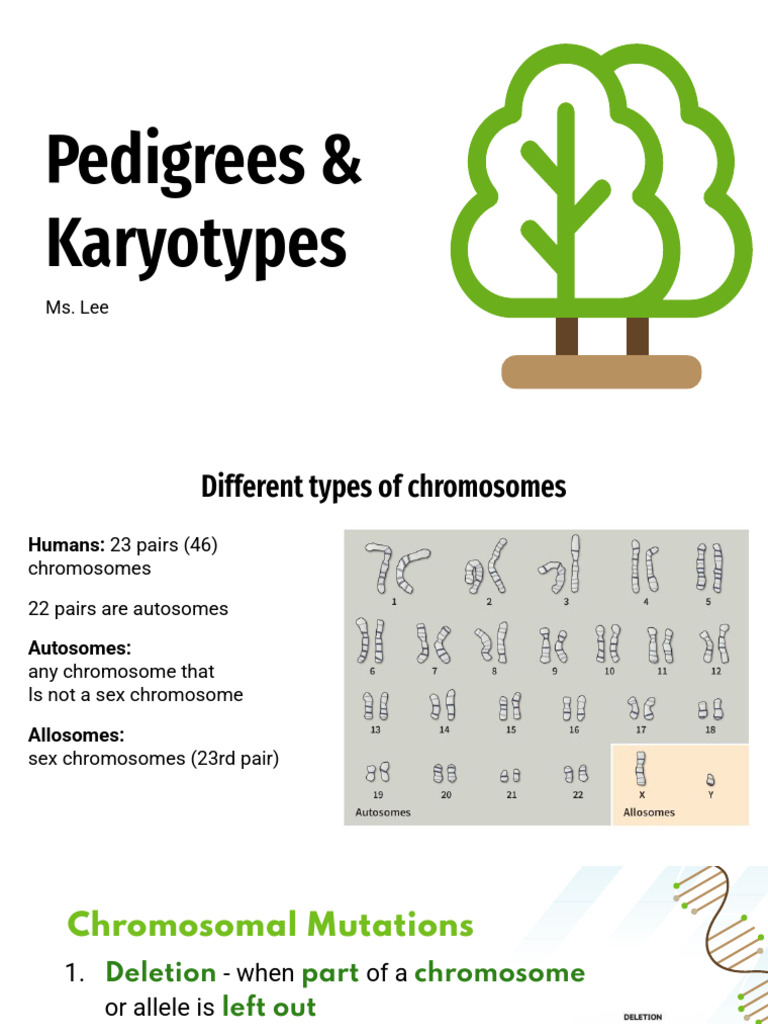 HN Pedigree & Karyotype Notes | PDF | Dominance (Genetics) | Genotype