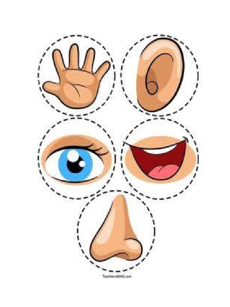 Funciones de los 5 Sentidos Humanos | PDF | Sentidos | Gusto