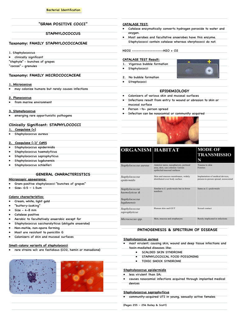 Bacte Identification Part1 | PDF | Streptococcus | Staphylococcus