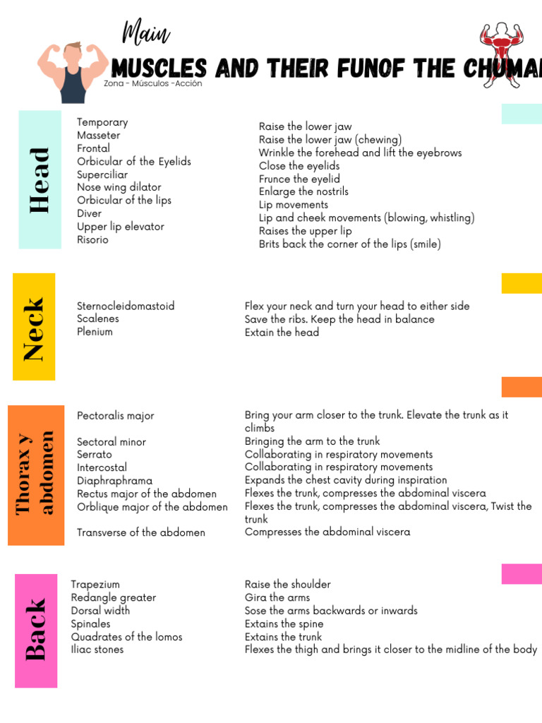 Musculos en Ingles | PDF