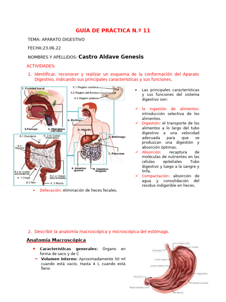 Anatomía del Estómago y su Función | PDF | Estómago | Tracto ...