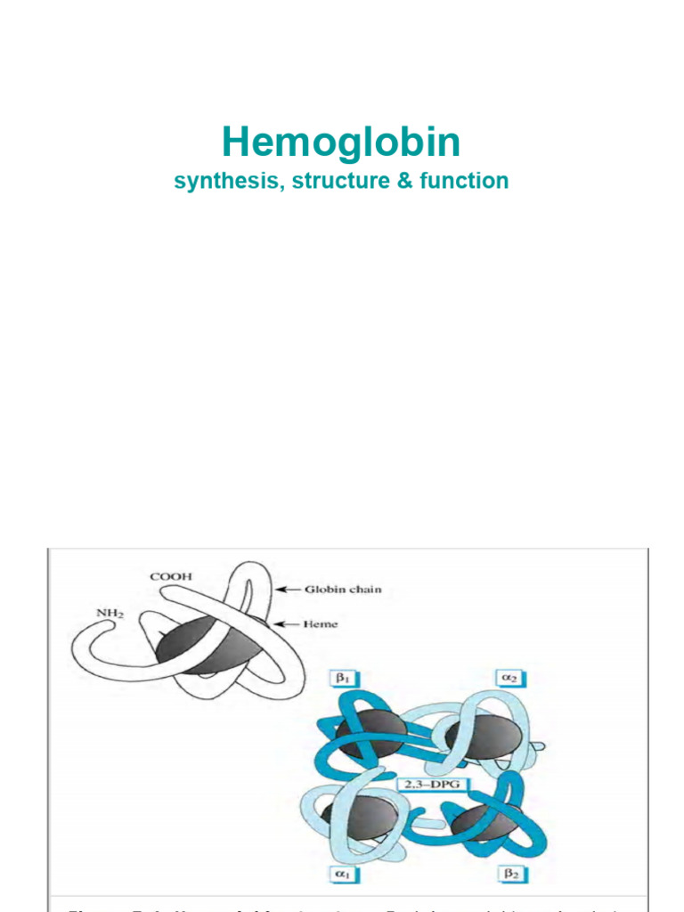 Hemoglobin: Synthesis, Structure, Function | PDF | Hemoglobin | Red ...