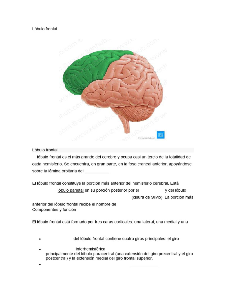 Lóbulo Frontal: Estructura y Función | PDF | Lóbulo temporal | Lóbulo ...