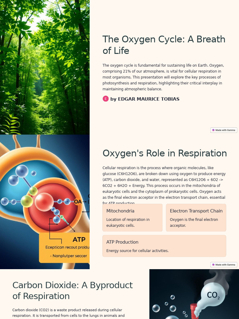 The Oxygen Cycle a Breath of Life | PDF | Photosynthesis | Carbon Dioxide