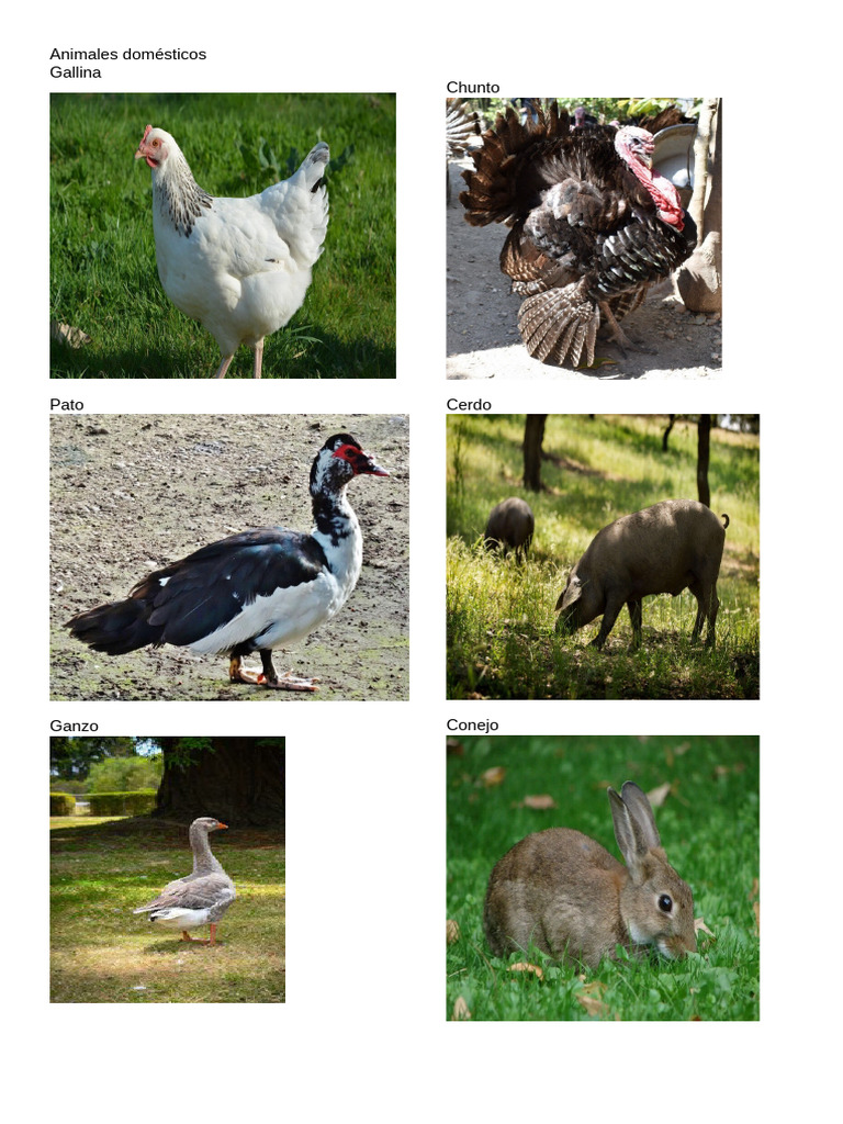 Animales Domésticos | PDF
