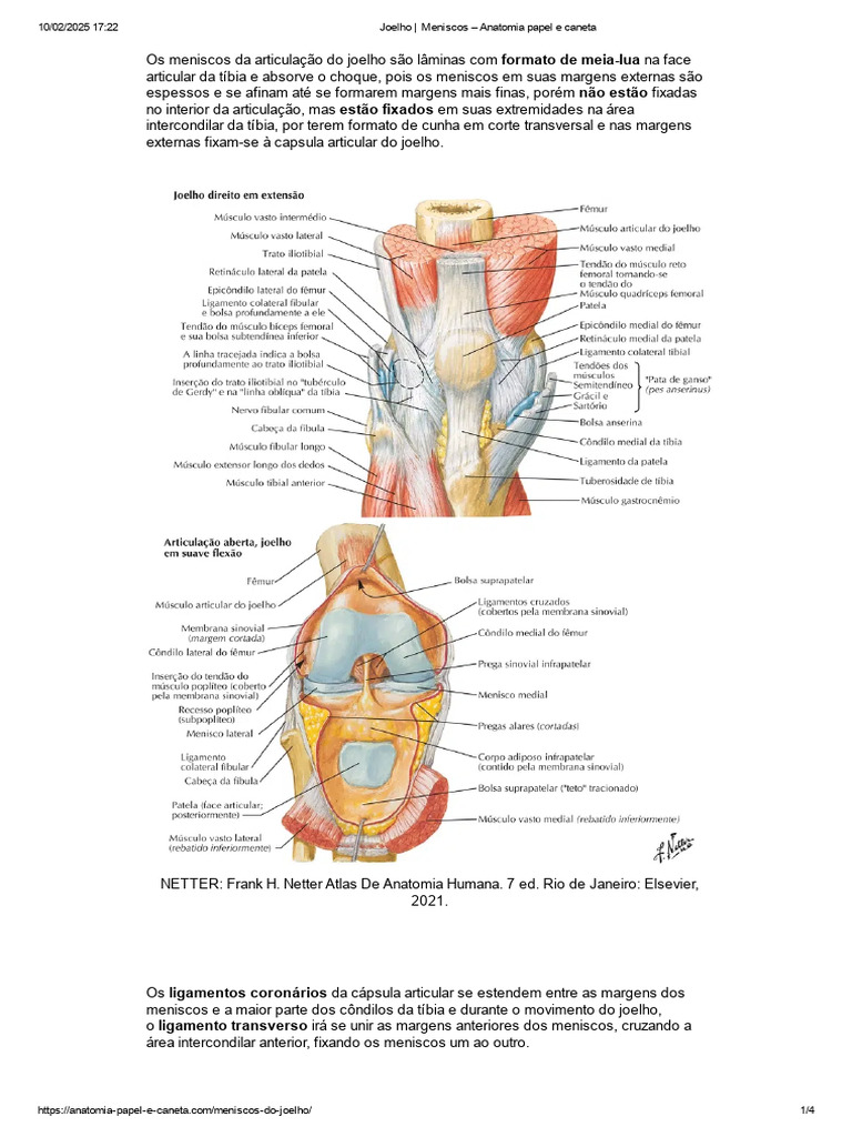 Anatomia dos Meniscos do Joelho | PDF | Joelho | Sistema Locomotor