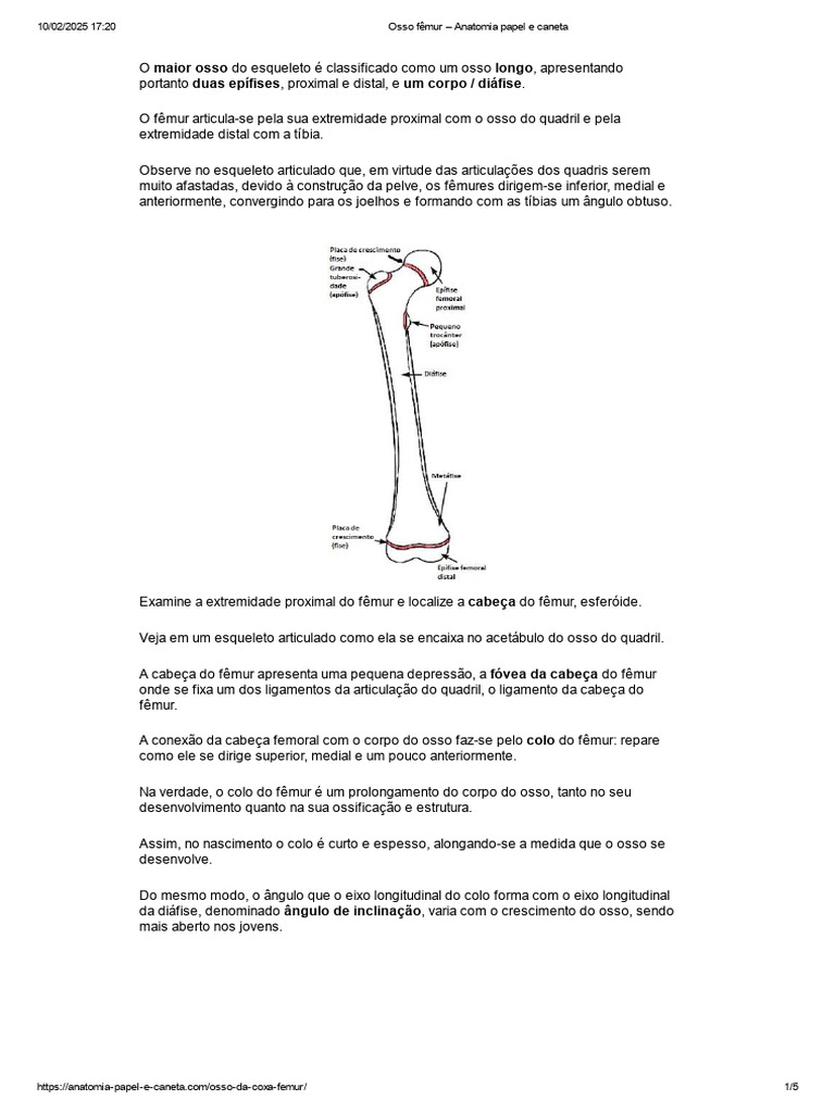 Anatomia do Fêmur Humano | PDF | Quadril | Osso