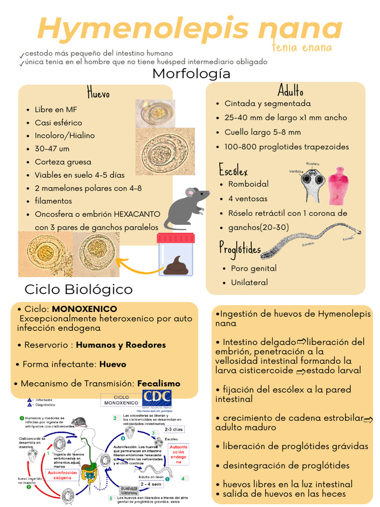 H. Nana, Diminuta y Taenias | PDF