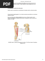 11 - Região Poplítea | PDF | Joelho | Anatomia humana