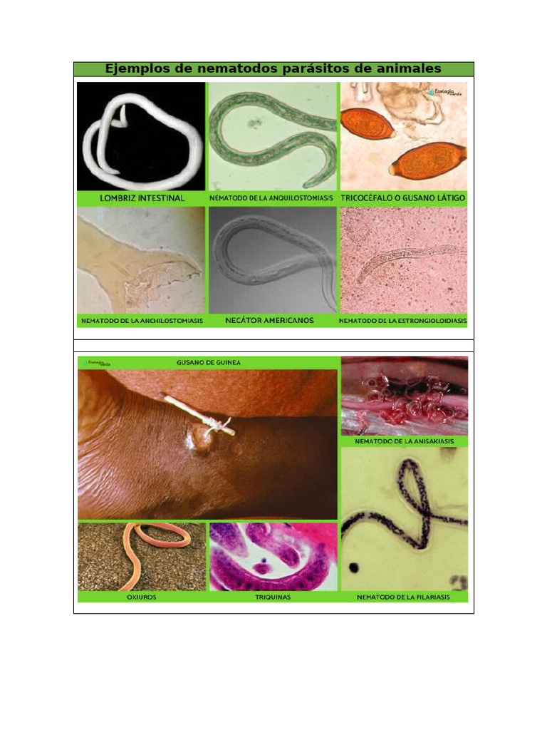Ejemplos de Nematodos Parásitos de Animales | PDF