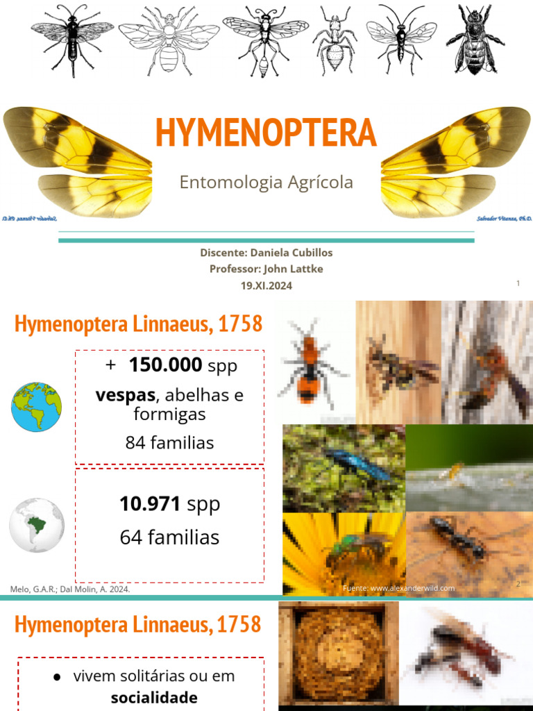 Classificação e Biologia dos Hymenoptera | PDF | Himenópteros | Vespa