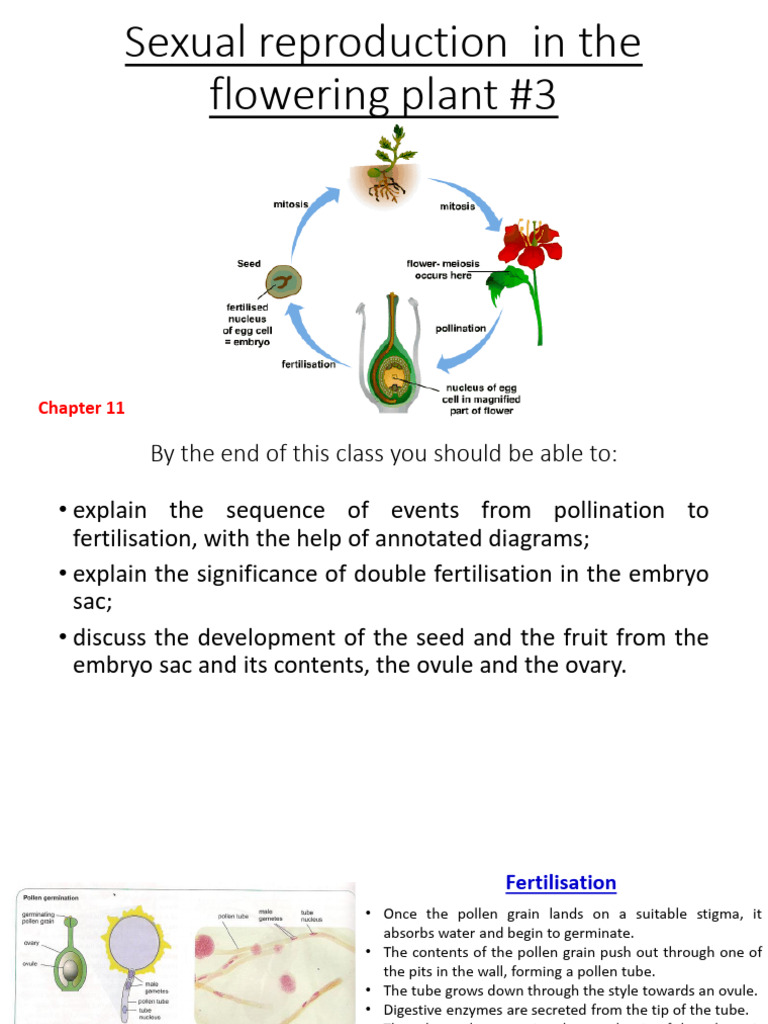 Fertilisation and seed development[1] | PDF | Fertilisation | Seed
