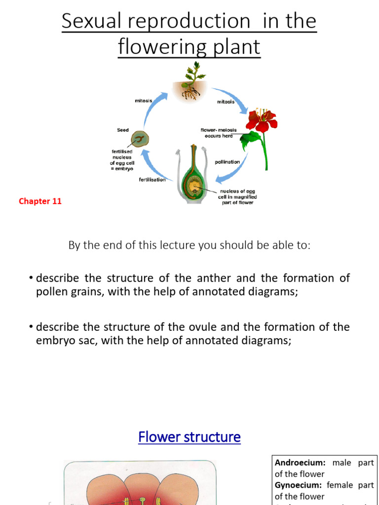Flower Reproductive Structures Explained | PDF | Pollen | Plant ...