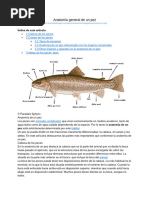 Partes de Un Pez | PDF | Branquia | Pescado