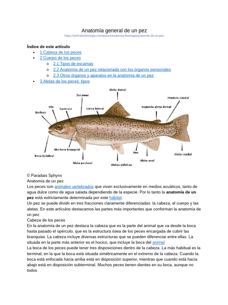 Anatomía General de Un Pez | PDF | Branquia | Pescado