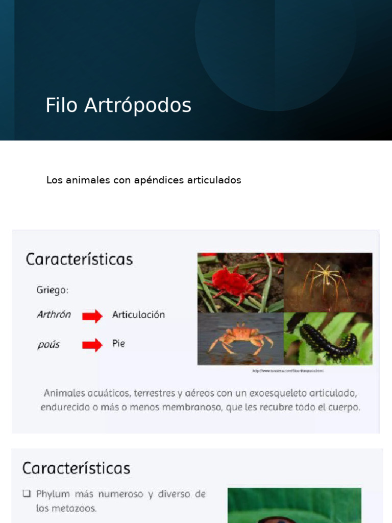 Filo Artrópodos | PDF