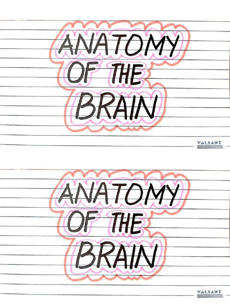 Anatomy of the Brain | PDF