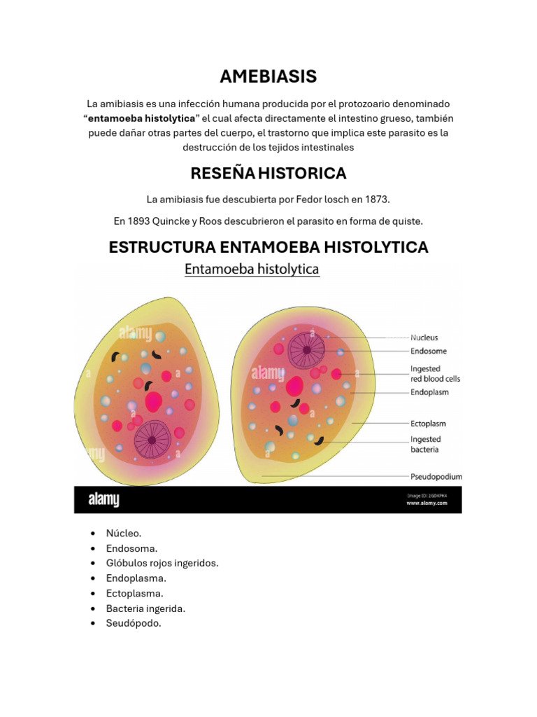 AMEBIASIS | PDF | Especialidades Medicas | Biología