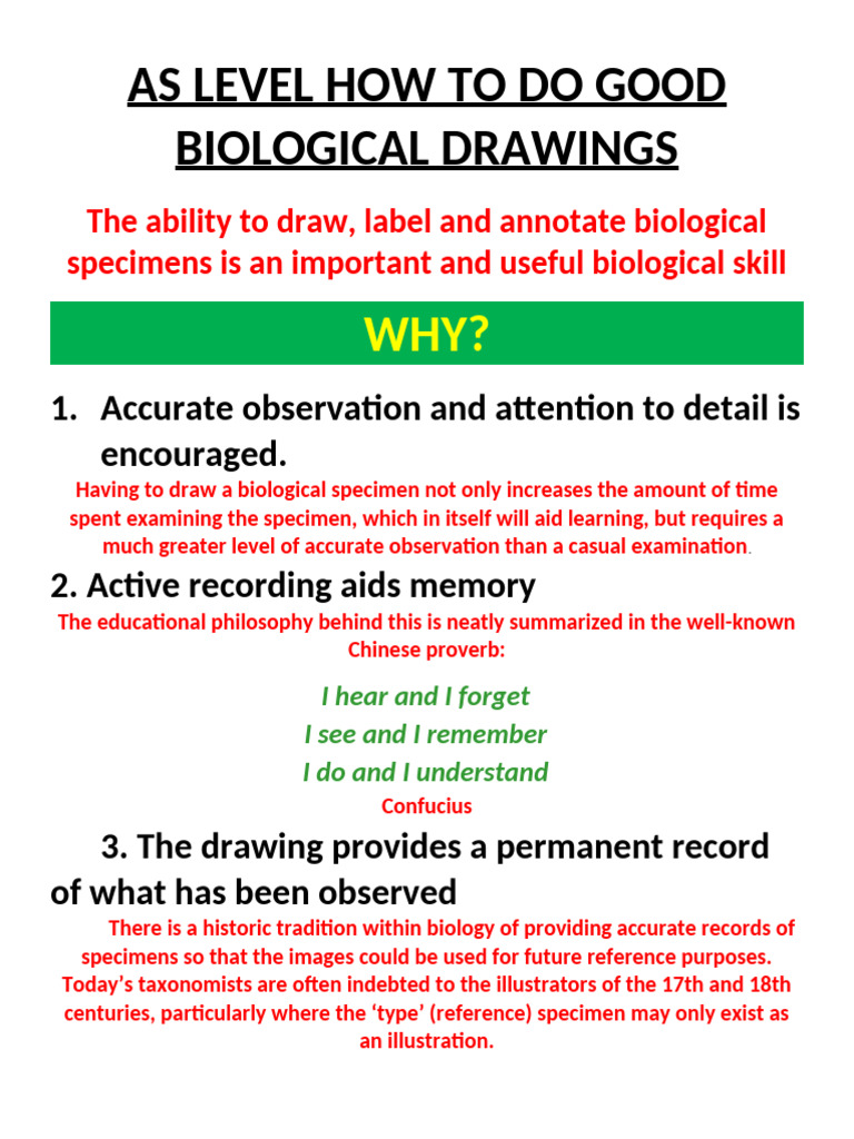 As Level Good Biological Drawings | PDF | Drawing | Leaf