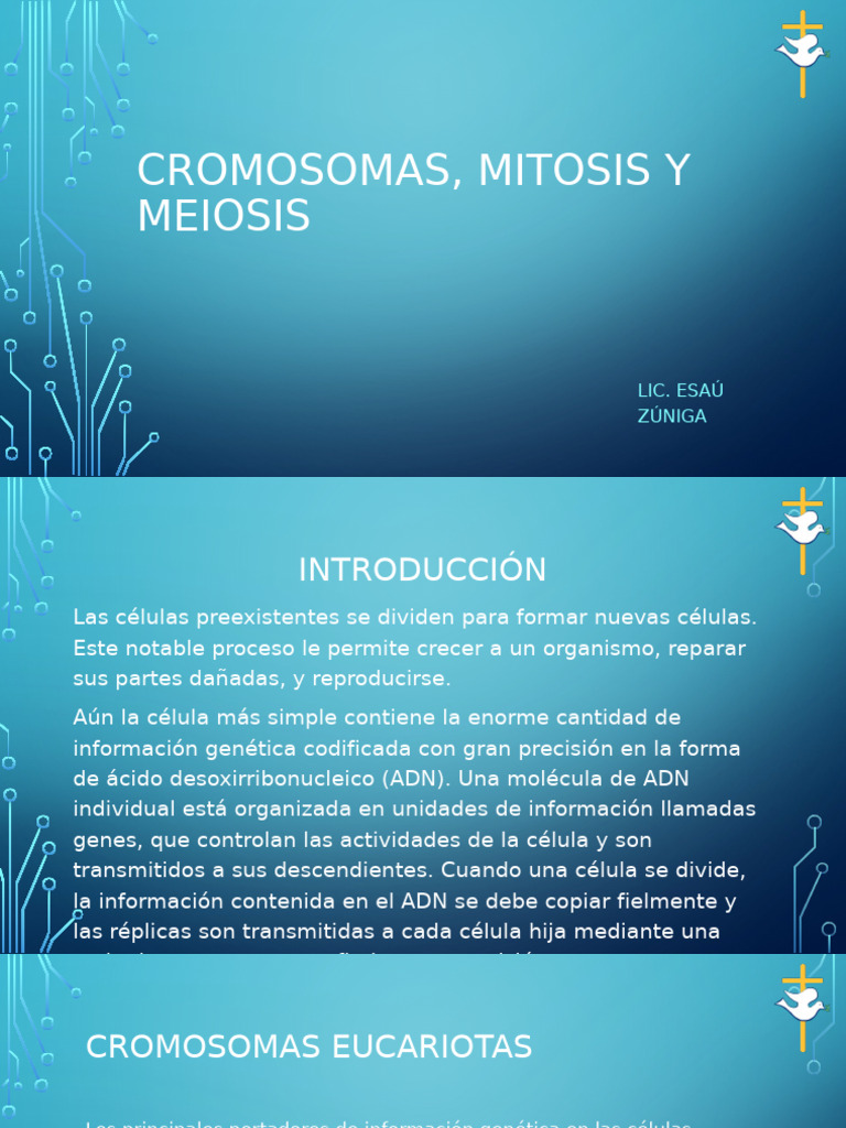 Cromosomas y Mitosis | PDF | Mitosis | Cromosoma