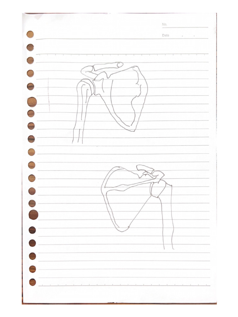Shoulder | PDF