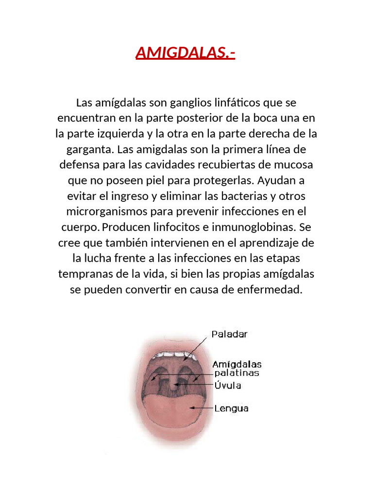 AMIGDALAS | PDF
