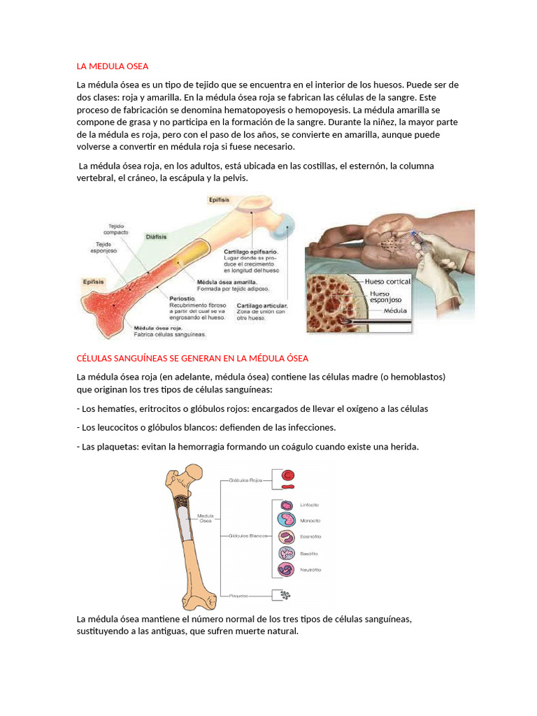 La Medula Osea | PDF