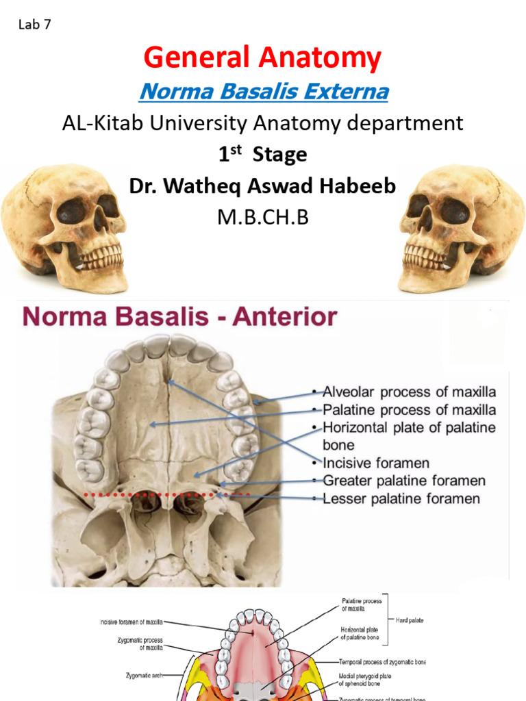 Anatomy Lab 7: Norma Basalis Externa | PDF