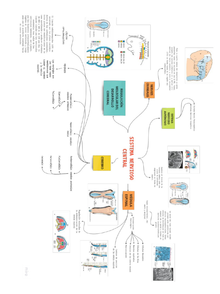 Mapa Mental Embrio | PDF