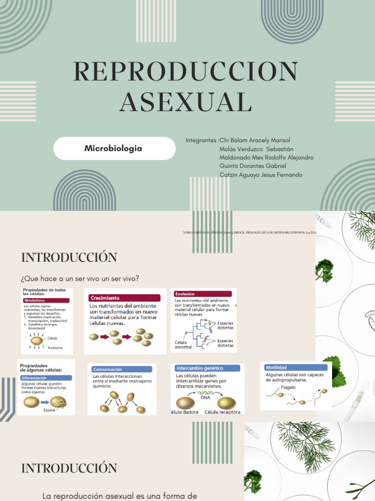 Reproducción Asexual: Gemación y Fragmentación | PDF | Reproducción ...