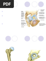 Anatomía y Función de la Cadera | PDF | Pelvis | Rodilla