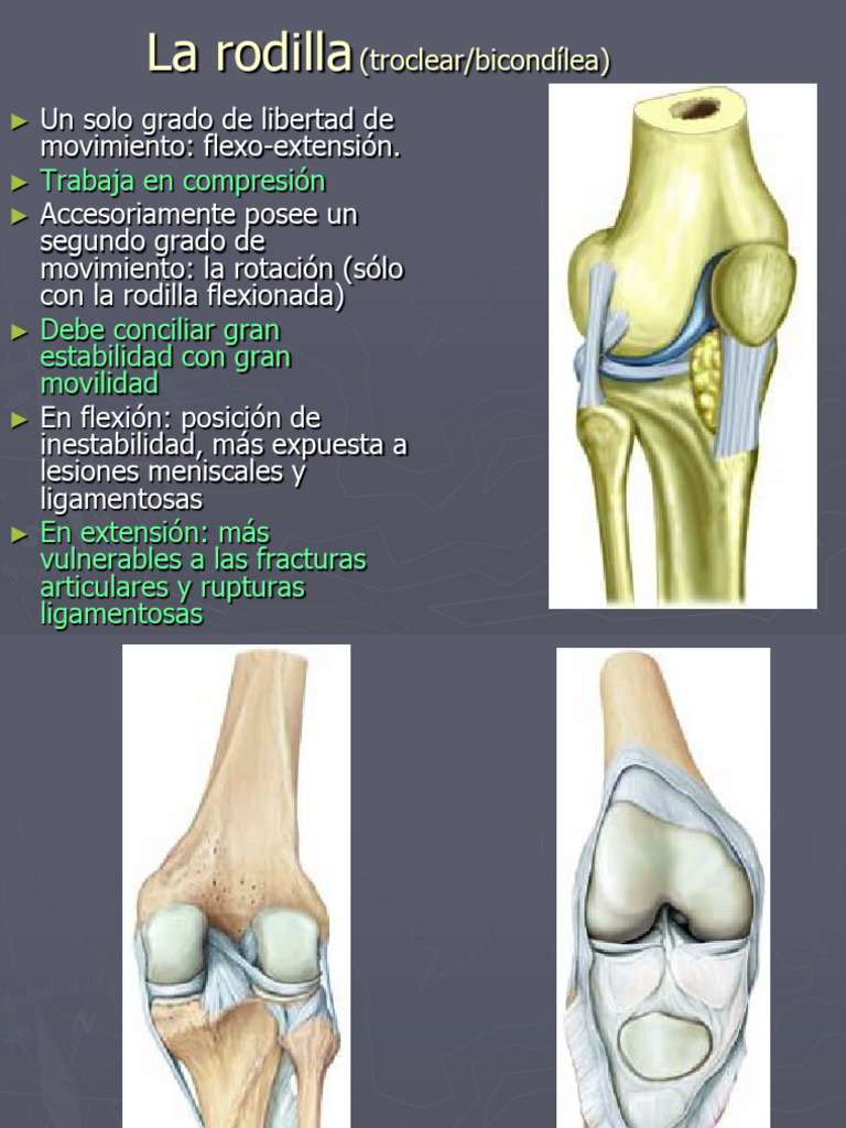 La Rodilla | PDF | Rodilla | Sistema musculoesquelético