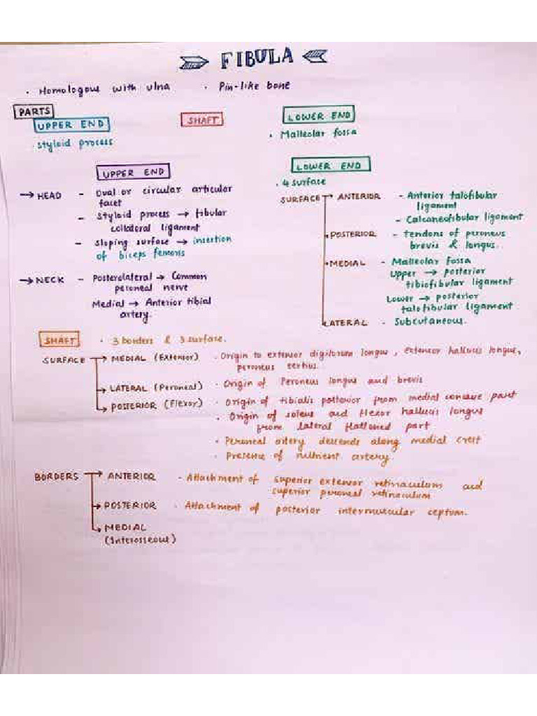 Bone Anatomy Short Note | PDF