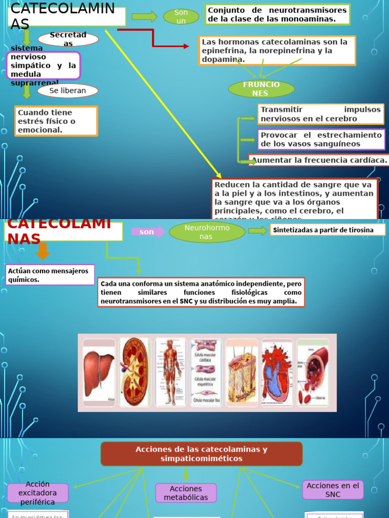 HSHHS | PDF | Gusto | Sistema respiratorio