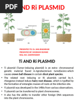 Rosie The Transgenic Cow | PDF