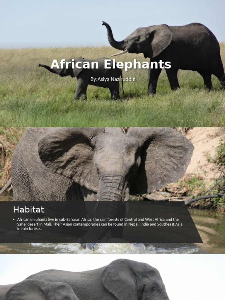 African Elephants | PDF