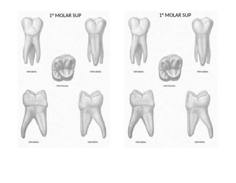 1MOLAR SUPP | PDF