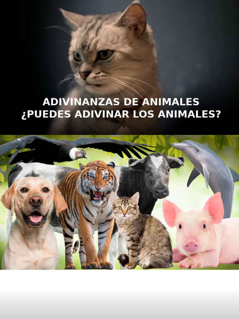 Adivinanzas de Animales Divertidas | PDF