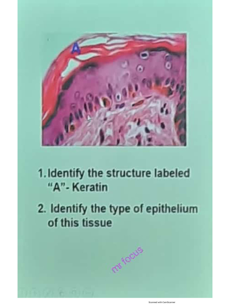Histology Prac | PDF