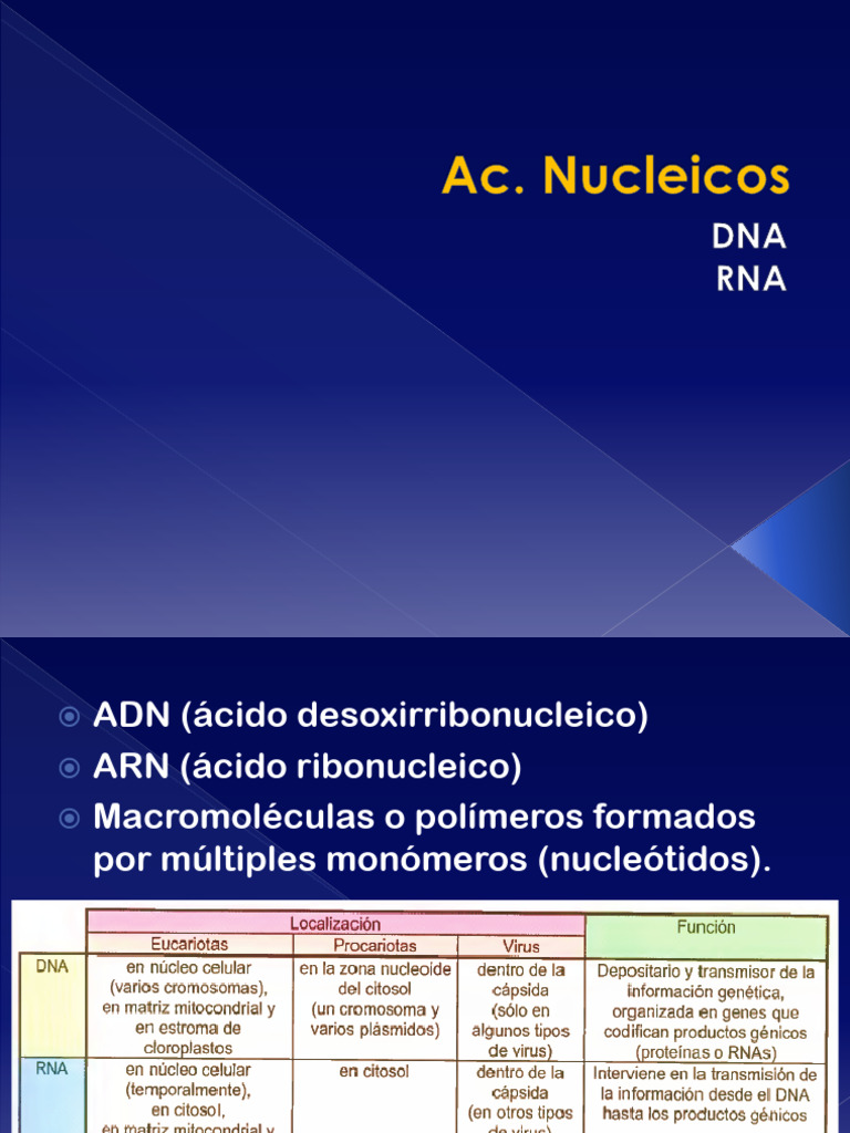 3.Estructura de Ac. Nucleicos (DNA-RNA) | PDF | Adn | Rna
