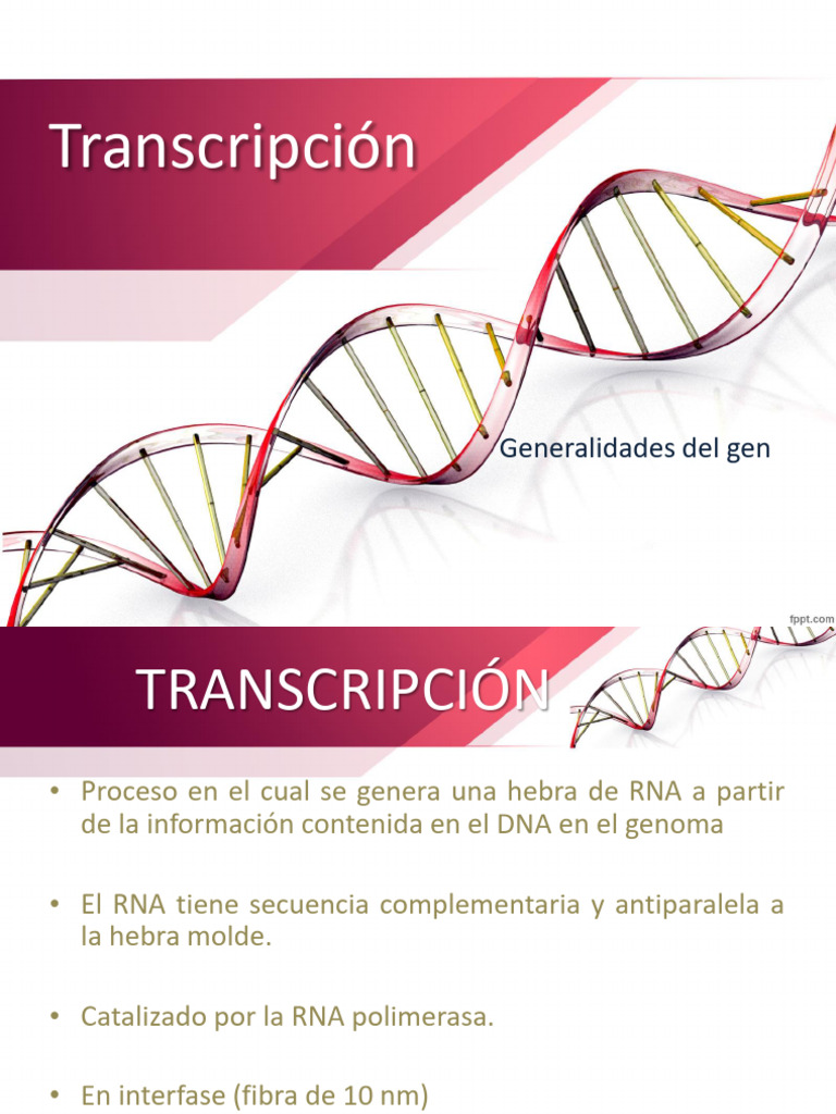 Generalidades de la Transcripción Génica | PDF | Rna | Gene