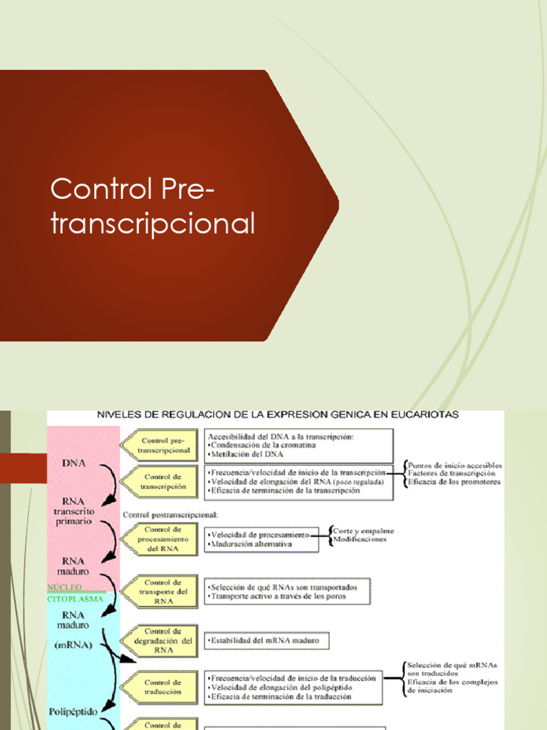 RegulaciÃ N Pre-Transcripcional | PDF | Factor de transcripcion | Genética molecular