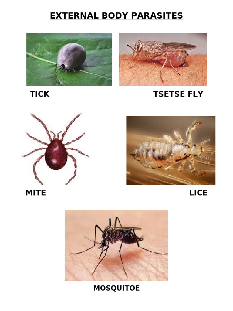 Types of External and Internal Parasites | PDF