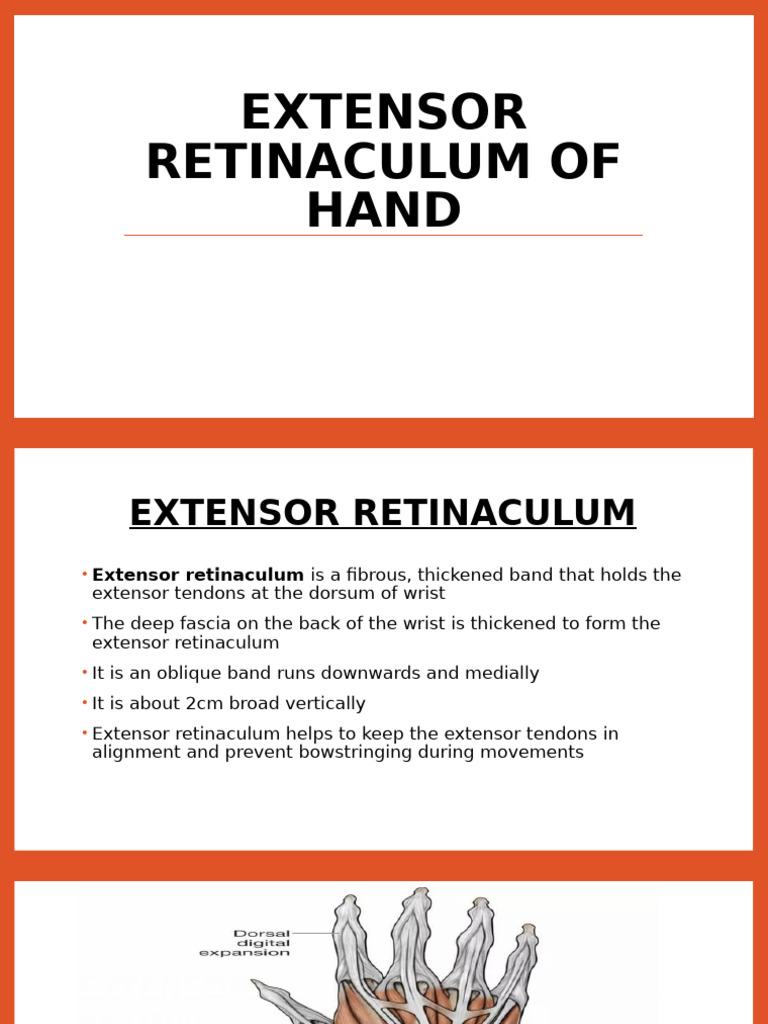 Extensor Retinaculum of Hand | PDF