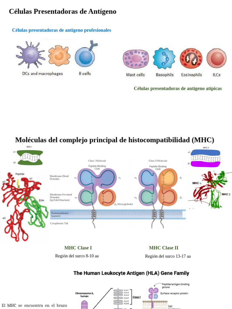 Funciones Y Clasificación De Células B Y T Pdf Célula B Anticuerpo