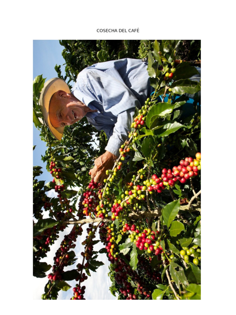Proceso Completo de Cosecha de Café | PDF