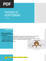 Costovertebral Angle Anatomy Overview | PDF | Vertebra | Vertebral Column