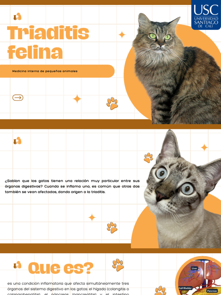Triaditis felina: diagnóstico y tratamiento | PDF | Inflamación | Páncreas